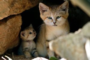 Mèo Cát: loài mèo duy nhất sủa như chó Chihuahua để gọi bạn tình - Tapilu
